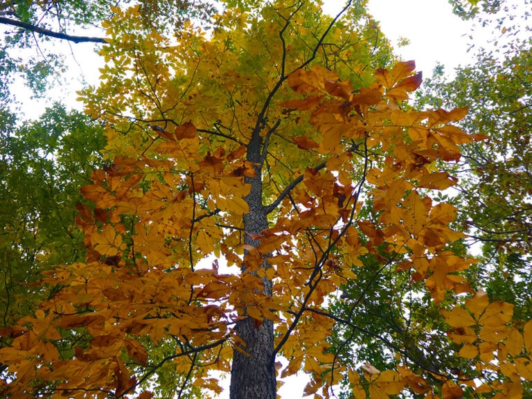 23 Types of Trees in New Jersey (With Pictures) | Home Grail