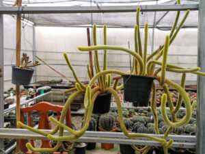 13 Different Fuzzy Cactus Types (With Pictures) | Home Grail