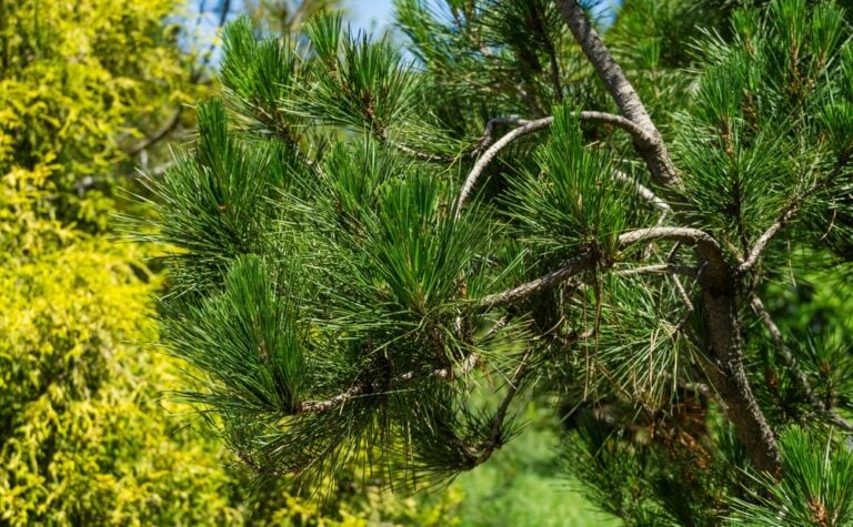 19 Types of Pine Trees In California (With Pictures) | Home Grail