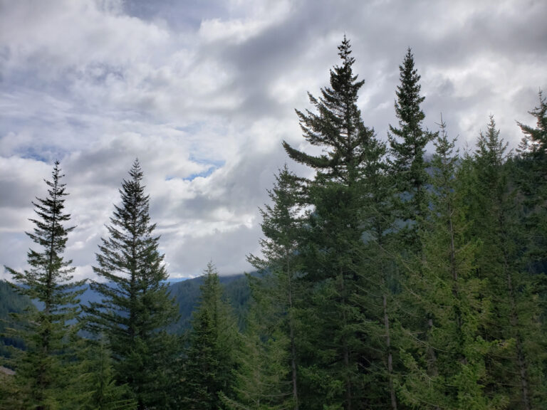 34 Types of Trees in Maine (With Pictures) | Home Grail