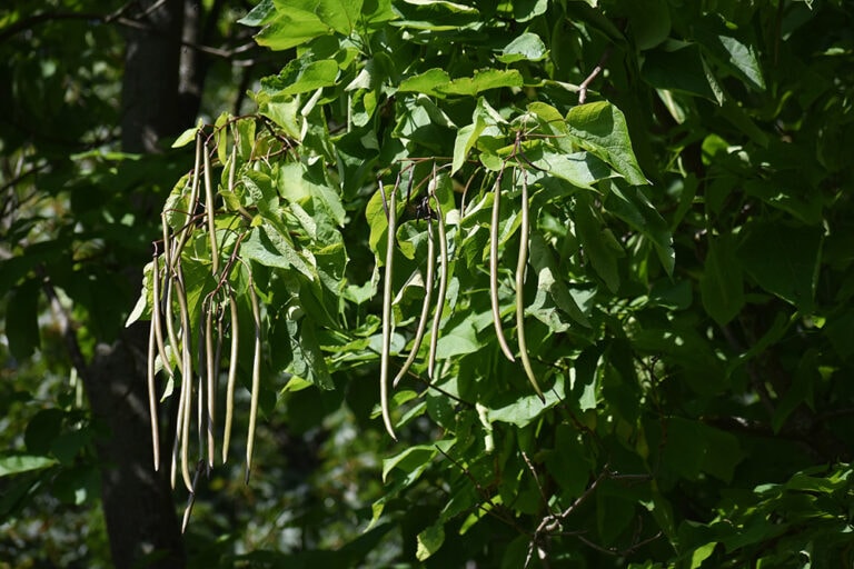 69 Types of Trees in Ohio (With Pictures) | Home Grail