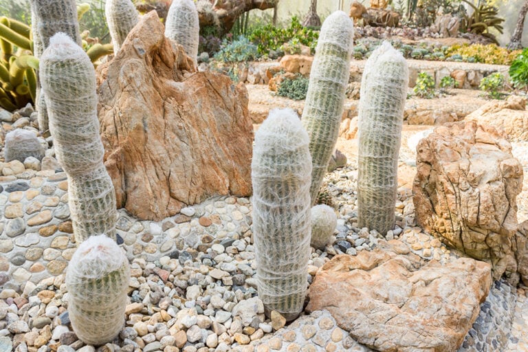 13 Different Fuzzy Cactus Types (With Pictures) | Home Grail