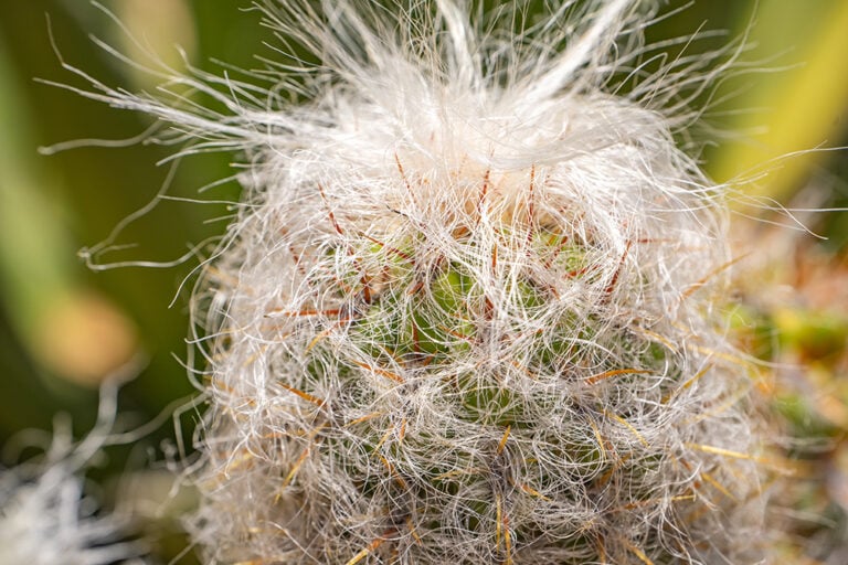 13 Different Fuzzy Cactus Types (With Pictures) | Home Grail