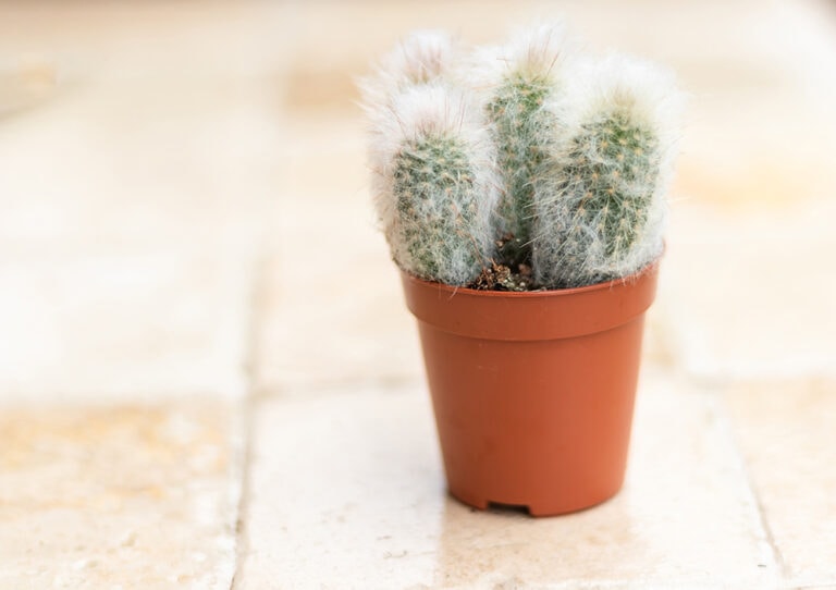 13 Different Fuzzy Cactus Types (With Pictures) | Home Grail