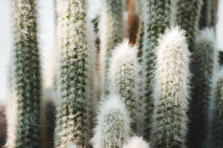 13 Different Fuzzy Cactus Types (With Pictures) | Home Grail