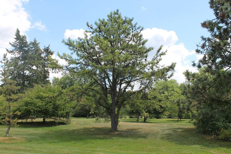 23 Types of Trees in New Jersey (With Pictures) | Home Grail