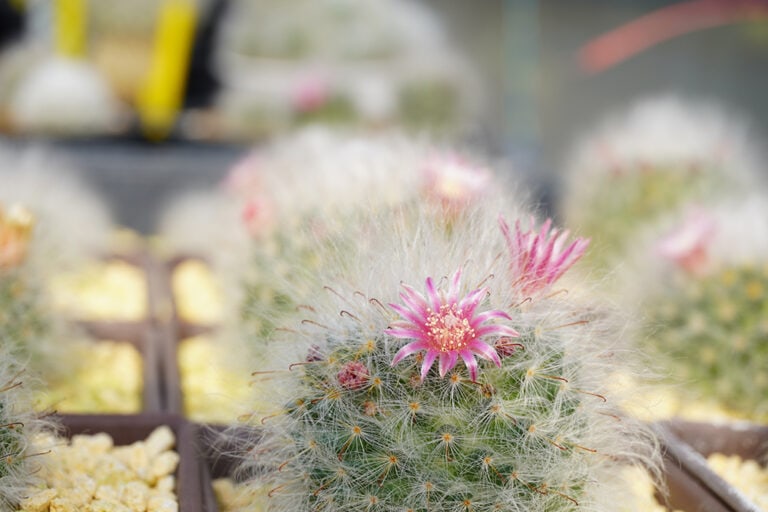 12 Types of Cactus (With Pictures) | Home Grail