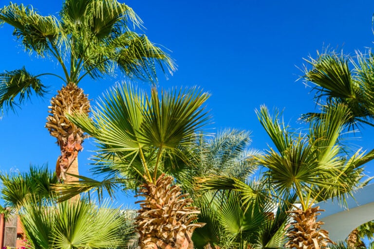 What Is the State Tree of Florida? Facts & FAQ | Home Grail