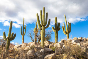 How Long Do Saguaro Cactus Live? Characteristics & Life Span | Home Grail