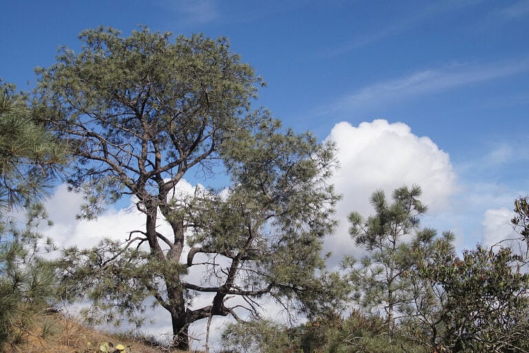 19 Types of Pine Trees In California (With Pictures) | Home Grail
