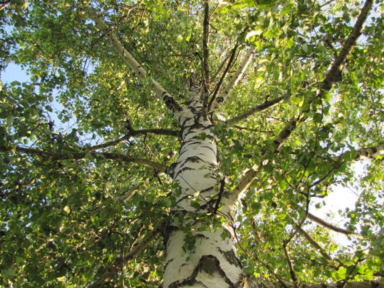 23 Types of Trees in New Jersey (With Pictures) | Home Grail