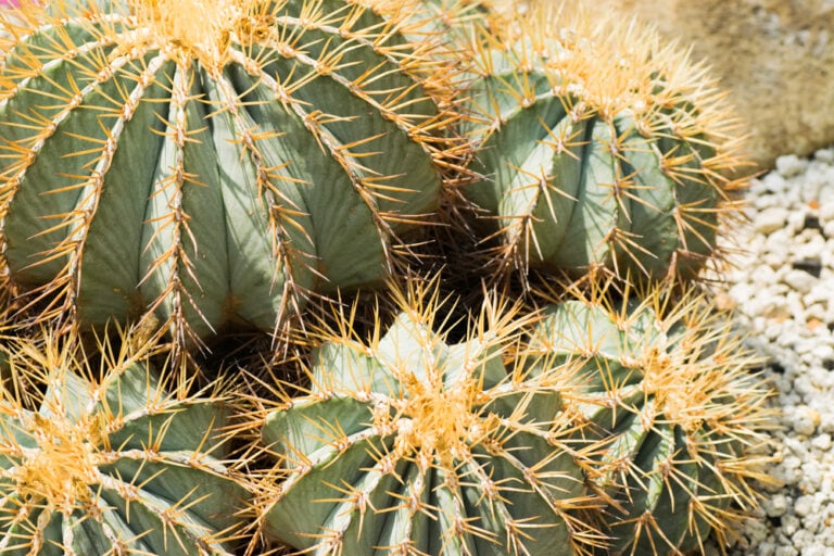 30 Types of Cacti in New Mexico (With Pictures) | Home Grail