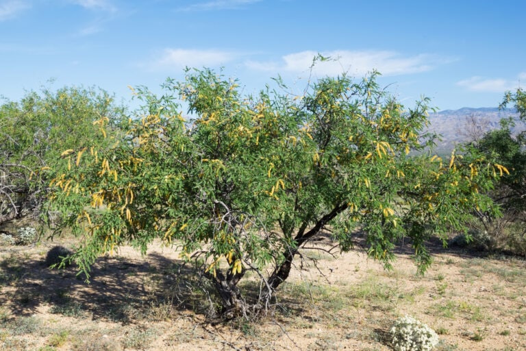 10 Types of Trees in Arizona (With Pictures) | Home Grail
