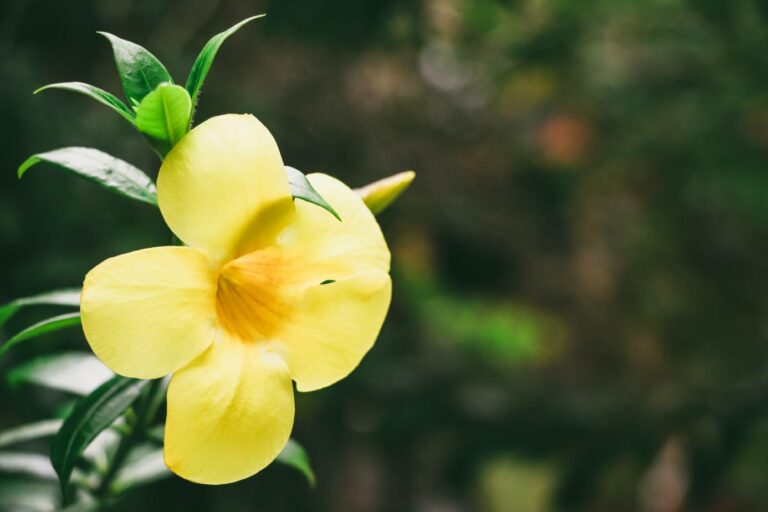 What Is the State Flower of South Carolina? History, Facts & FAQ | Home ...