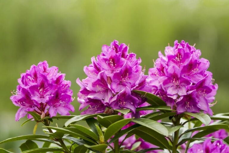 What Is the State Flower of West Virginia? Origin, Characteristics ...