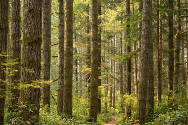 What Is the State Tree of Oregon? Facts & FAQ | Home Grail