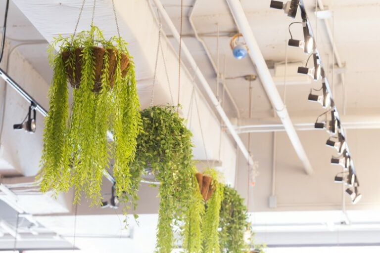 How To Hang Plants From the Ceiling: 6 Tips & Tricks | Home Grail