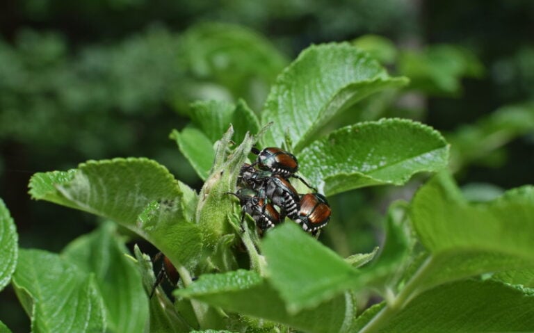 How to Get Rid of Japanese Beetles in Your Garden: 9 Methods That Work ...