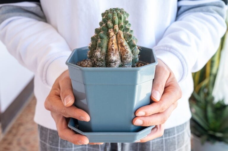 How Do Cacti Reproduce? Parts, Varieties, & FAQ | Home Grail