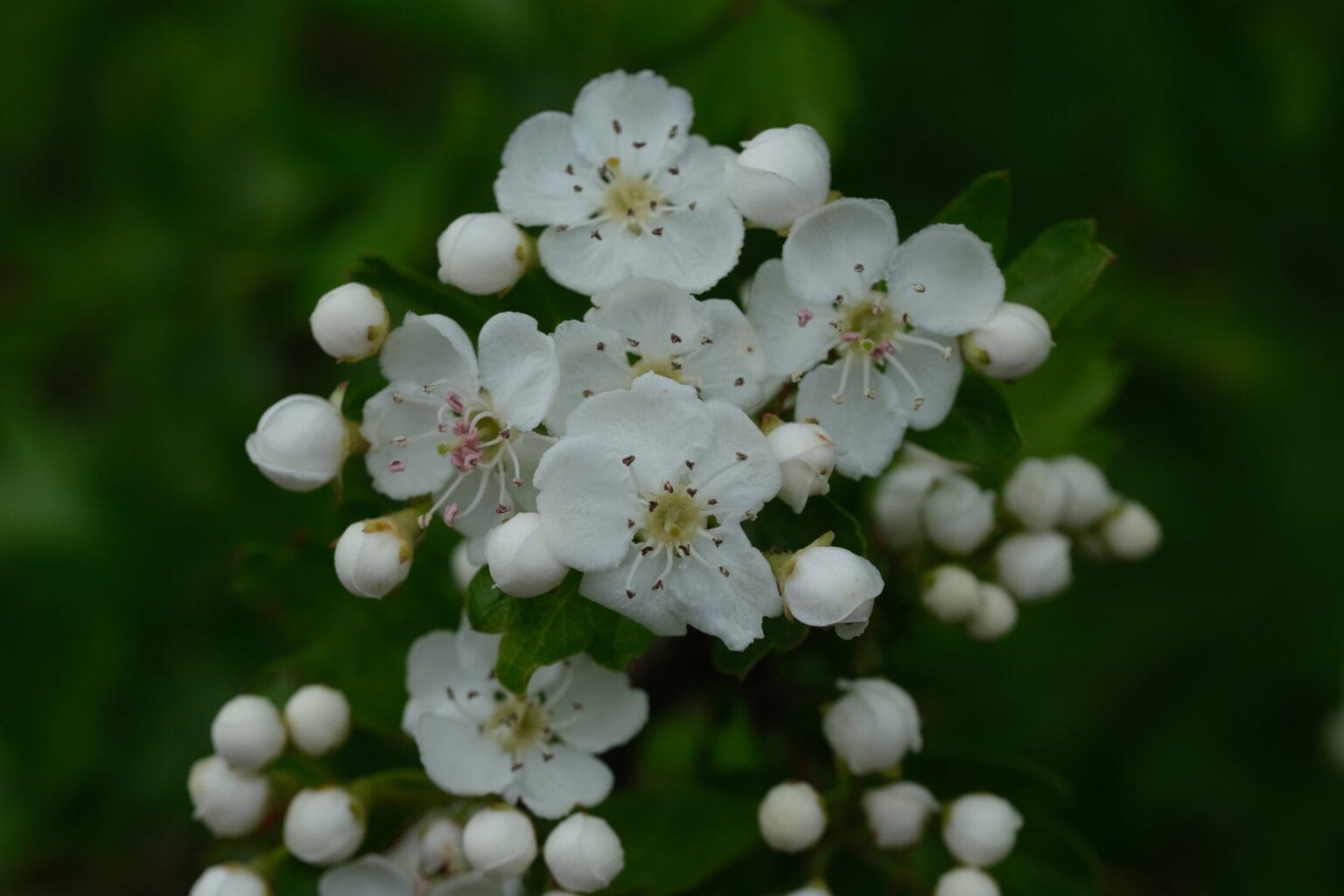 What Is the State Flower of Massachusetts? Characteristics & Symbols ...