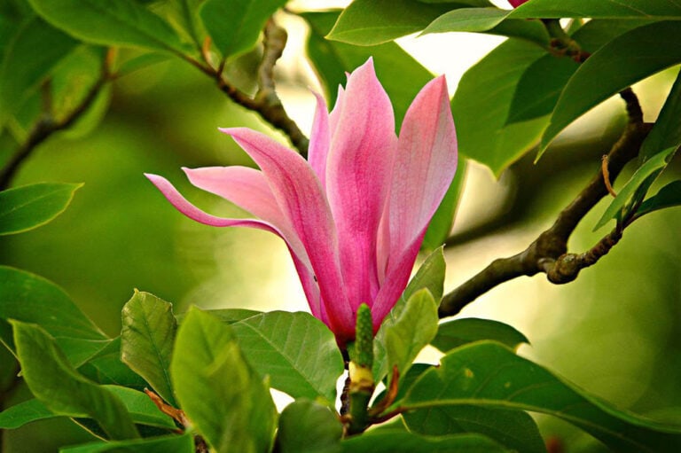 What Is the State Tree of Mississippi? Uses, Facts, & FAQ | Home Grail