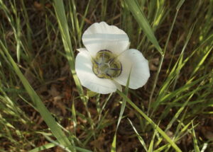 What Is the State Flower of Utah? Uses, Reasons, & History | Home Grail