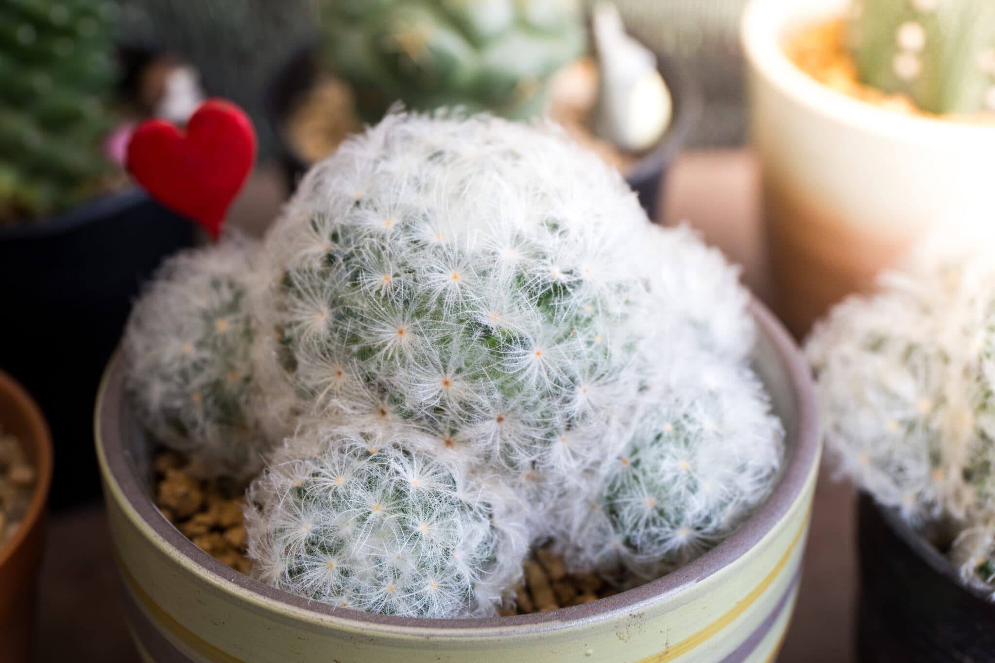 13 Different Fuzzy Cactus Types (With Pictures) | Home Grail