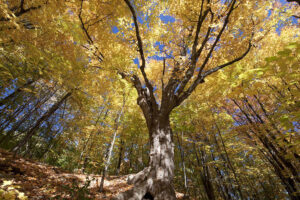 What Is the State Tree of West Virginia? Symbols, Facts, & FAQ | Home Grail