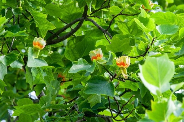 What Is the State Tree of Indiana? History, Uses, & Characteristics ...