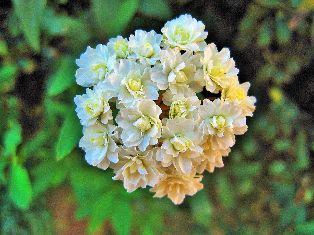 What Is the State Flower of Massachusetts? Characteristics & Symbols ...