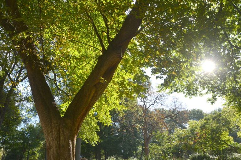 What Is the State Tree of Massachusetts? Facts & FAQ | Home Grail