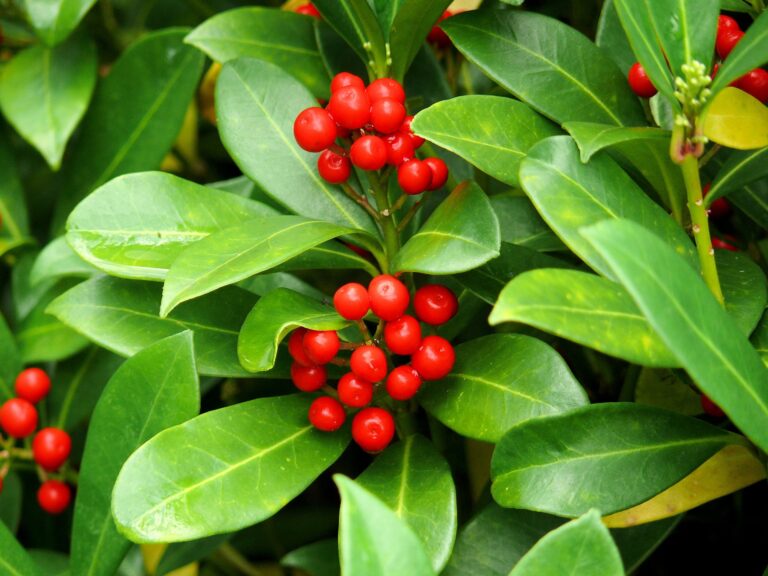 What Is the State Tree of Delaware? Facts & FAQ | Home Grail