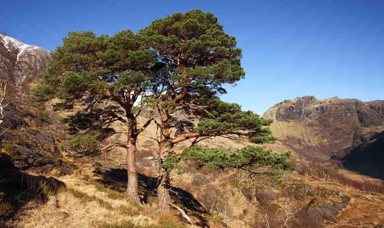 5 Types of Pine Trees in Michigan (With Pictures) | Home Grail