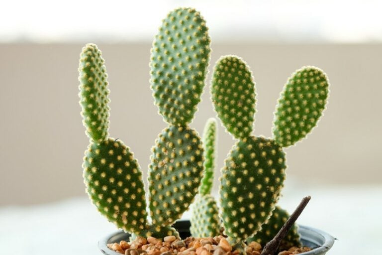 Why Is My Cactus Turning Brown? 6 Possible Reasons | Home Grail