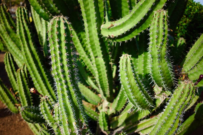 25 Cereus Cactus Types (With Pictures) | Home Grail