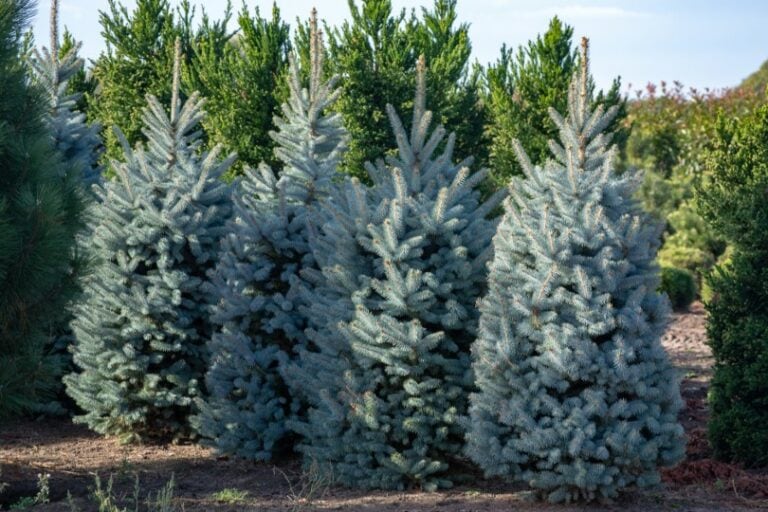What Is the State Tree of Colorado? Uses, Symbols, & History | Home Grail