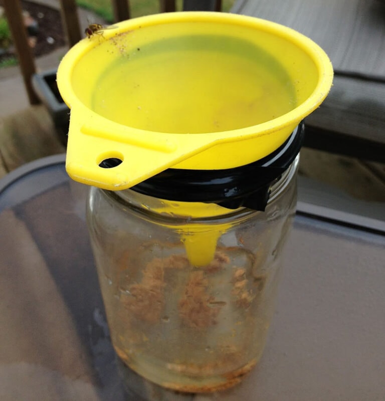 6 Easy DIY Wasp Trap Plans You Can Make Today (With Pictures) | Home Grail