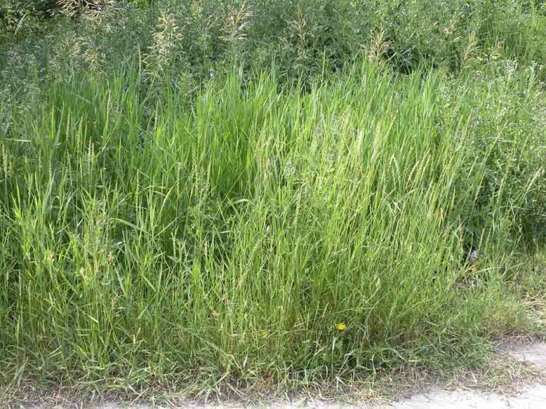 10 Weeds That Look Like Grass (with Pictures) | Home Grail
