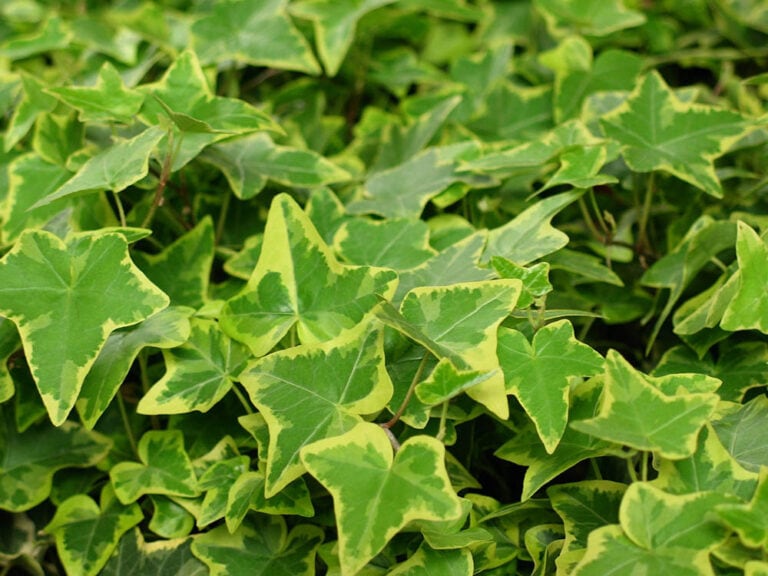 16 Varieties of Vines That Grow on Trees (with Pictures) | Home Grail