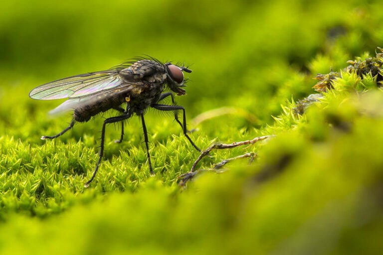 How to Get Rid of Flies Outside: 12 Effective Methods | Home Grail