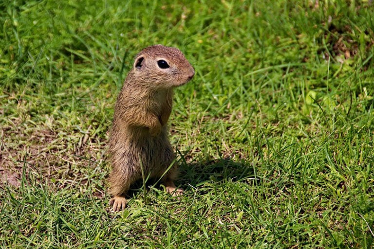 How to Get Rid of Gophers in Your Yard & Garden - 7 Methods That Work ...