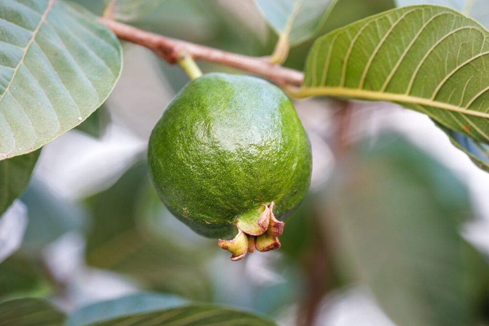 10 Different Types of Guavas (With Pictures) | Home Grail