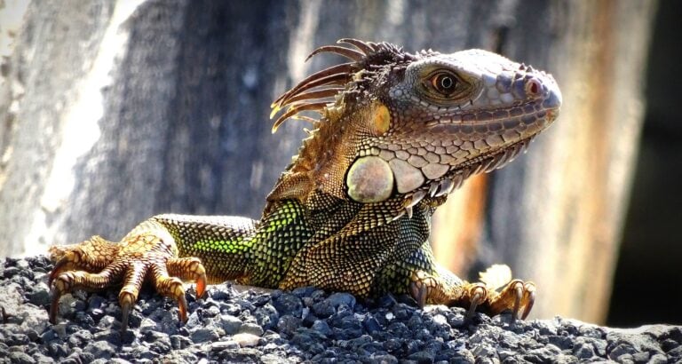 How to Keep Iguanas Out of Your Yard or Garden: 15 Methods That Work ...