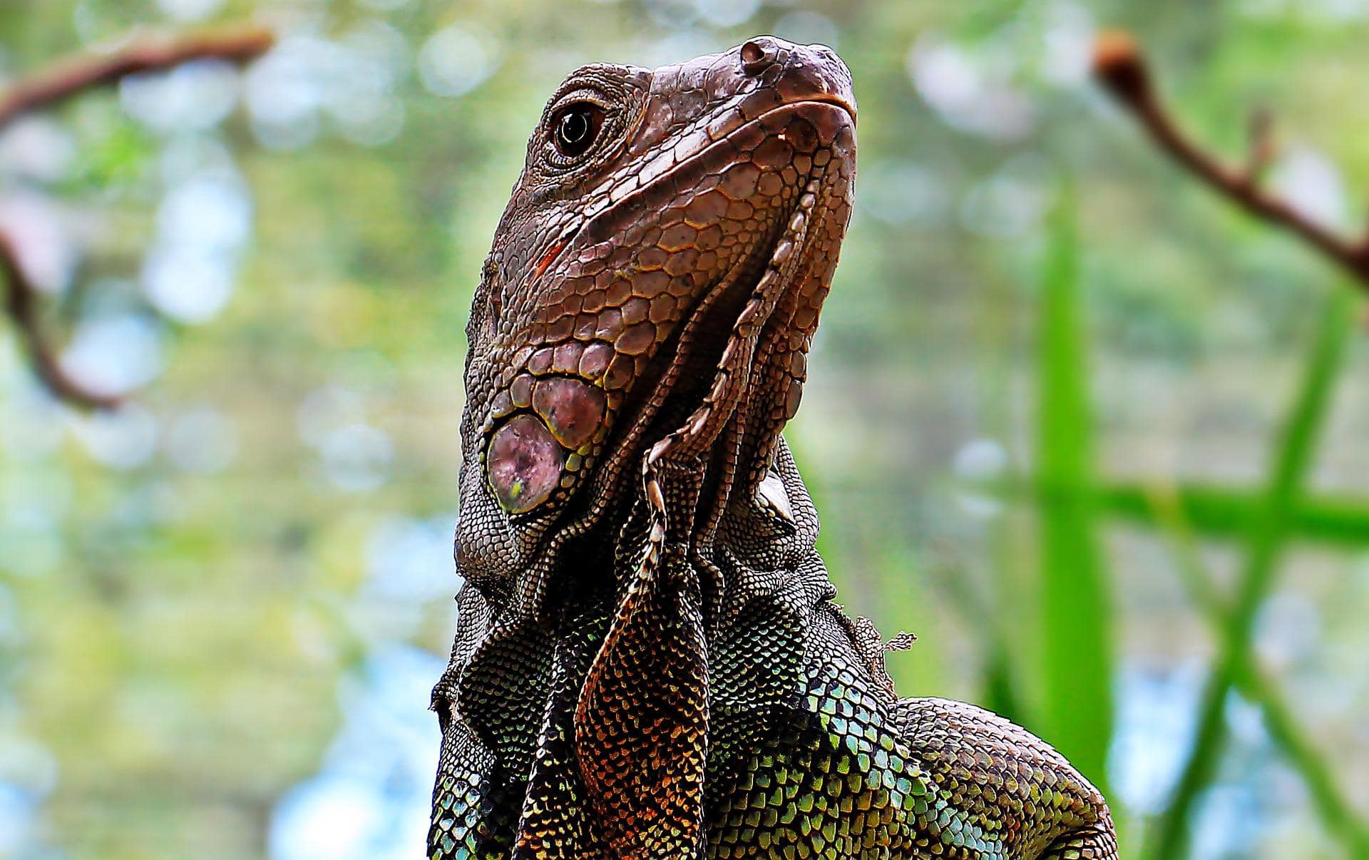 How to Keep Iguanas Out of Your Yard or Garden: 15 Methods That Work ...