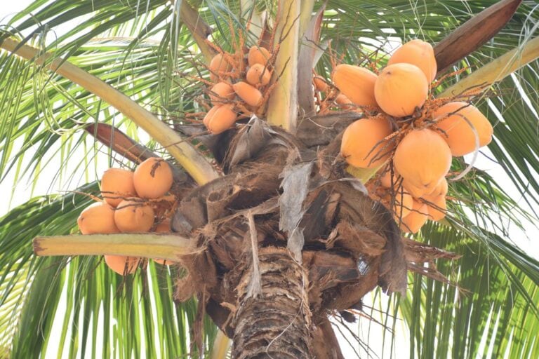 18 Types of Coconuts (With Pictures) | Home Grail