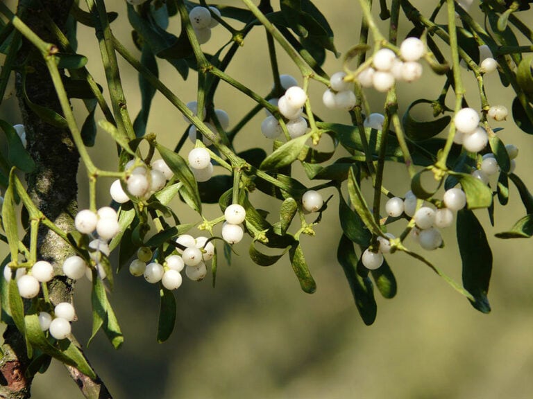 16 Varieties of Vines That Grow on Trees (with Pictures) | Home Grail