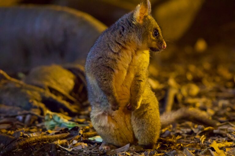 How to Get Rid of Possums in Your Garden: 14 Methods That Work | Home Grail
