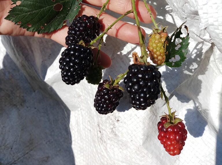 10 Types of Blackberries (with Pictures) | Home Grail