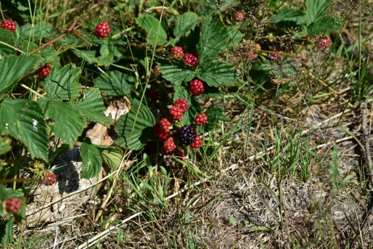10 Types of Blackberries (with Pictures) | Home Grail
