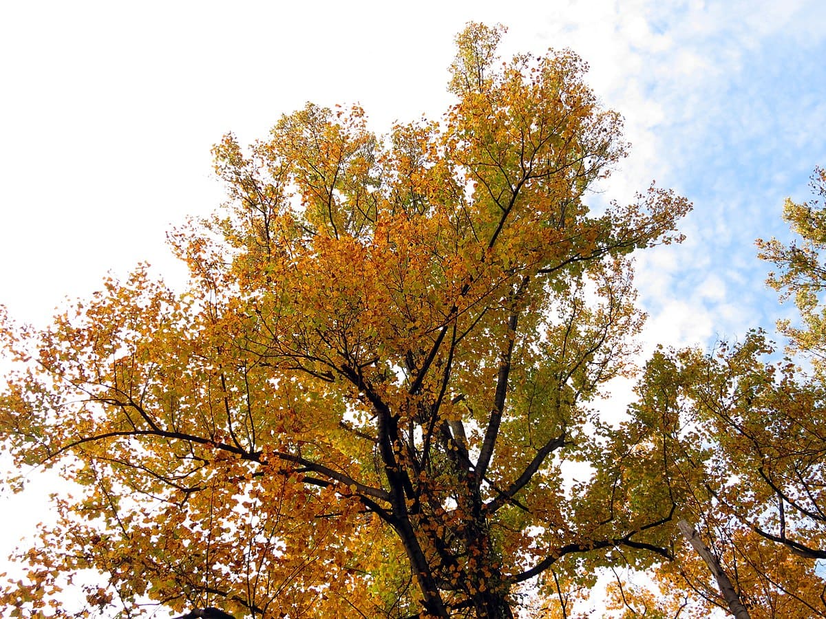 What Is the State Tree of Indiana? History, Uses, & Characteristics ...